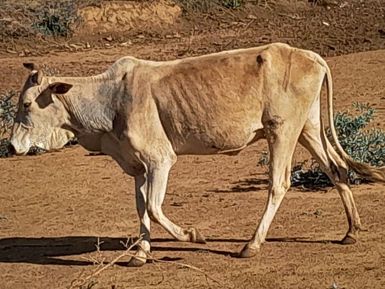 Surviving Food Insecurity